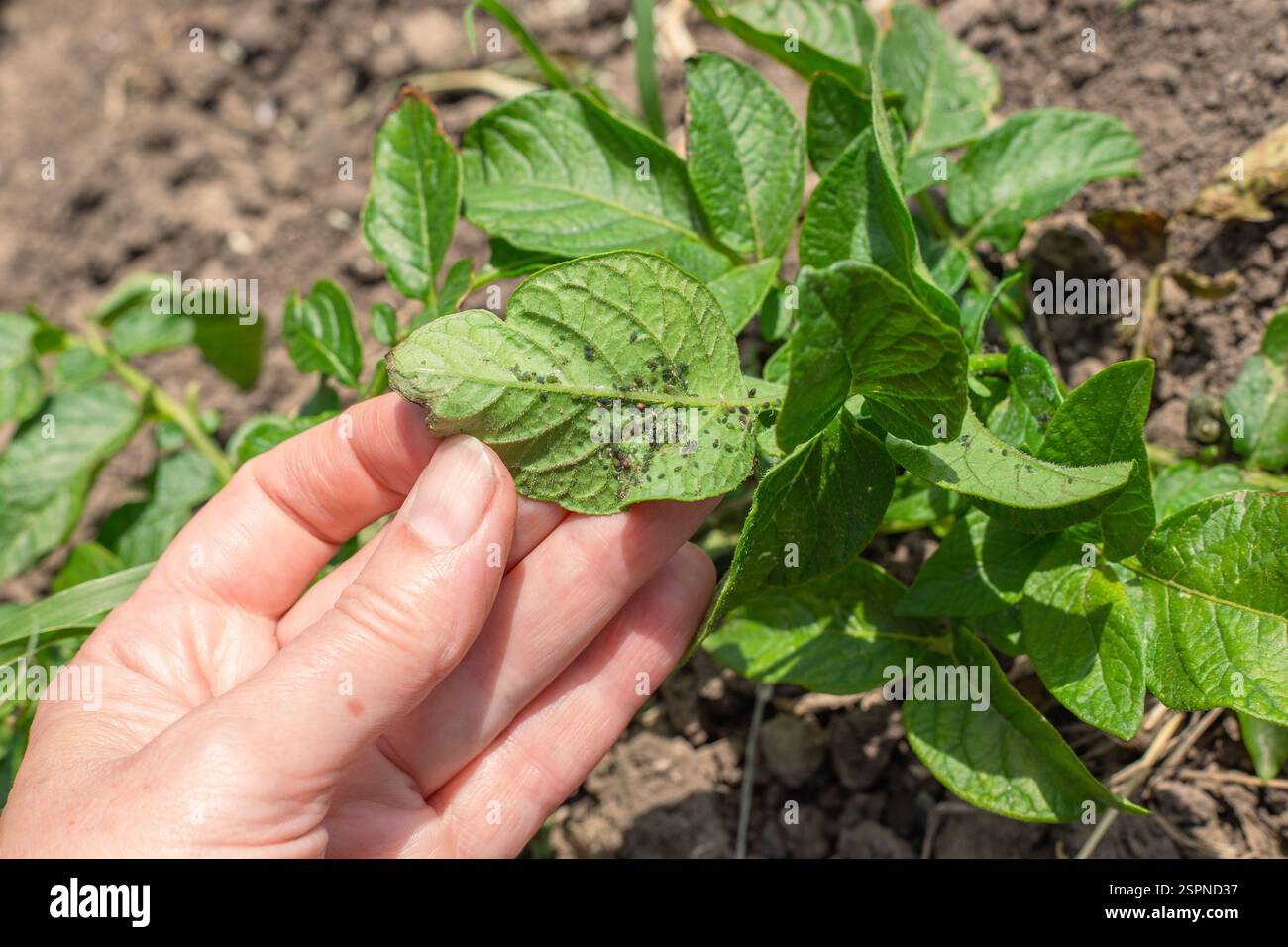 aphids on the back of a potato leaf. A gardener examines a plant with ...