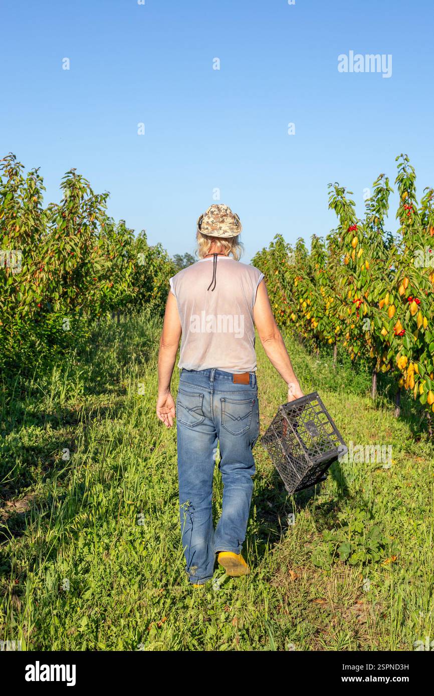 A farmer with a plastic container goes to pick cherries between the ...