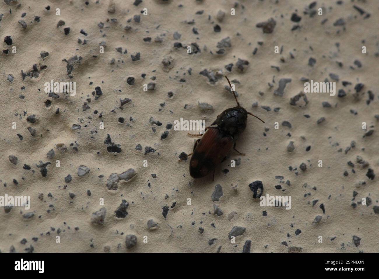 (Drasterius bimaculatus), Insecta, La Frette, France Stock Photo - Alamy