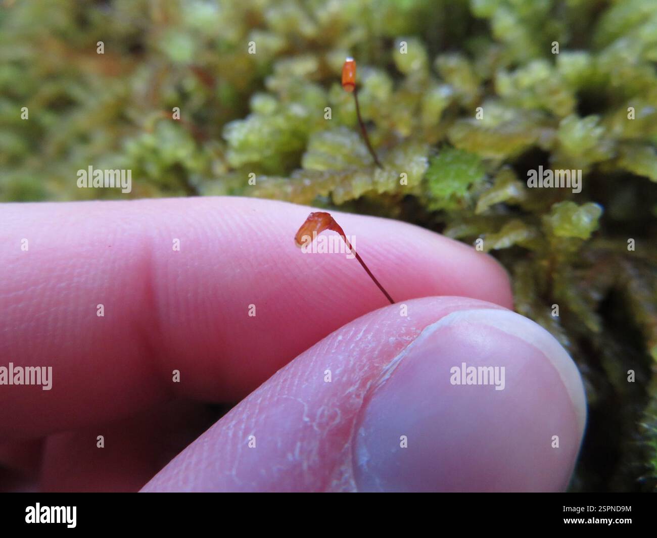 pipe-cleaner moss (Ptychomnion aciculare), Plantae, 9372, New Zealand ...