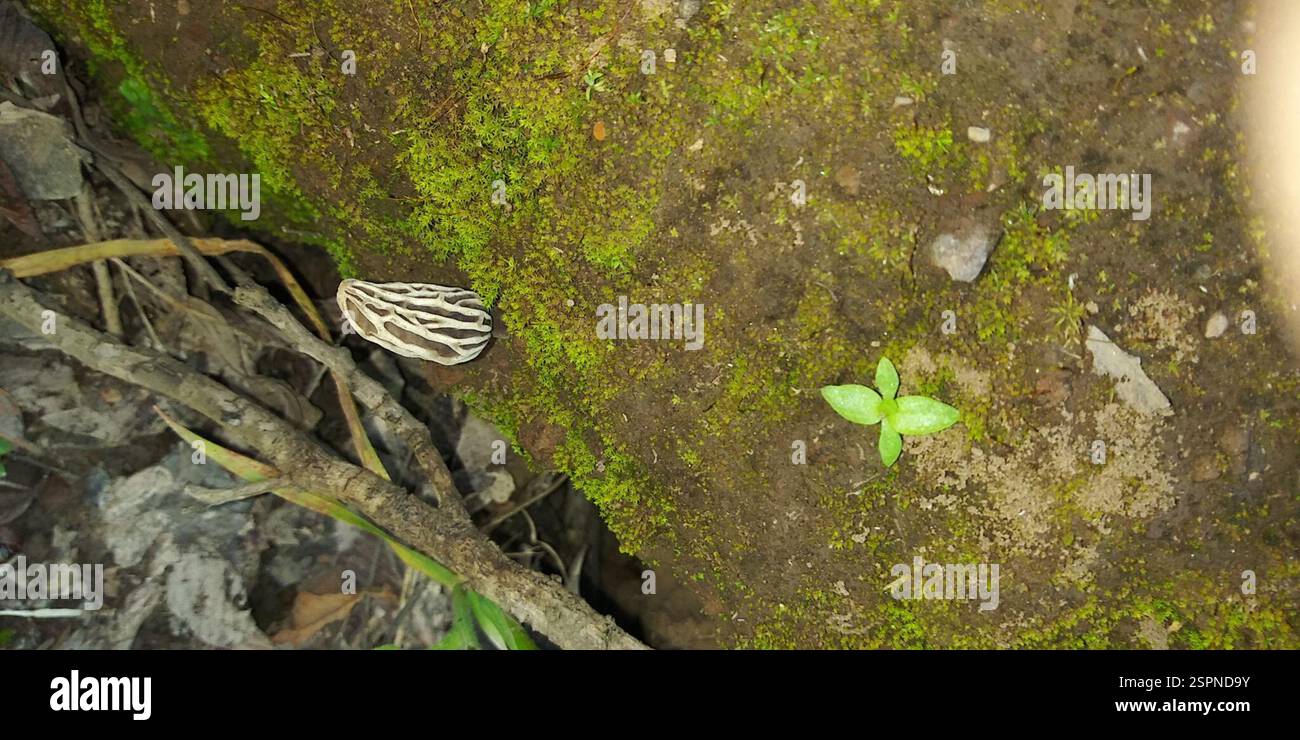 Woodchip Morel (Morchella rufobrunnea), Fungi, 22790 B.C., México Stock ...