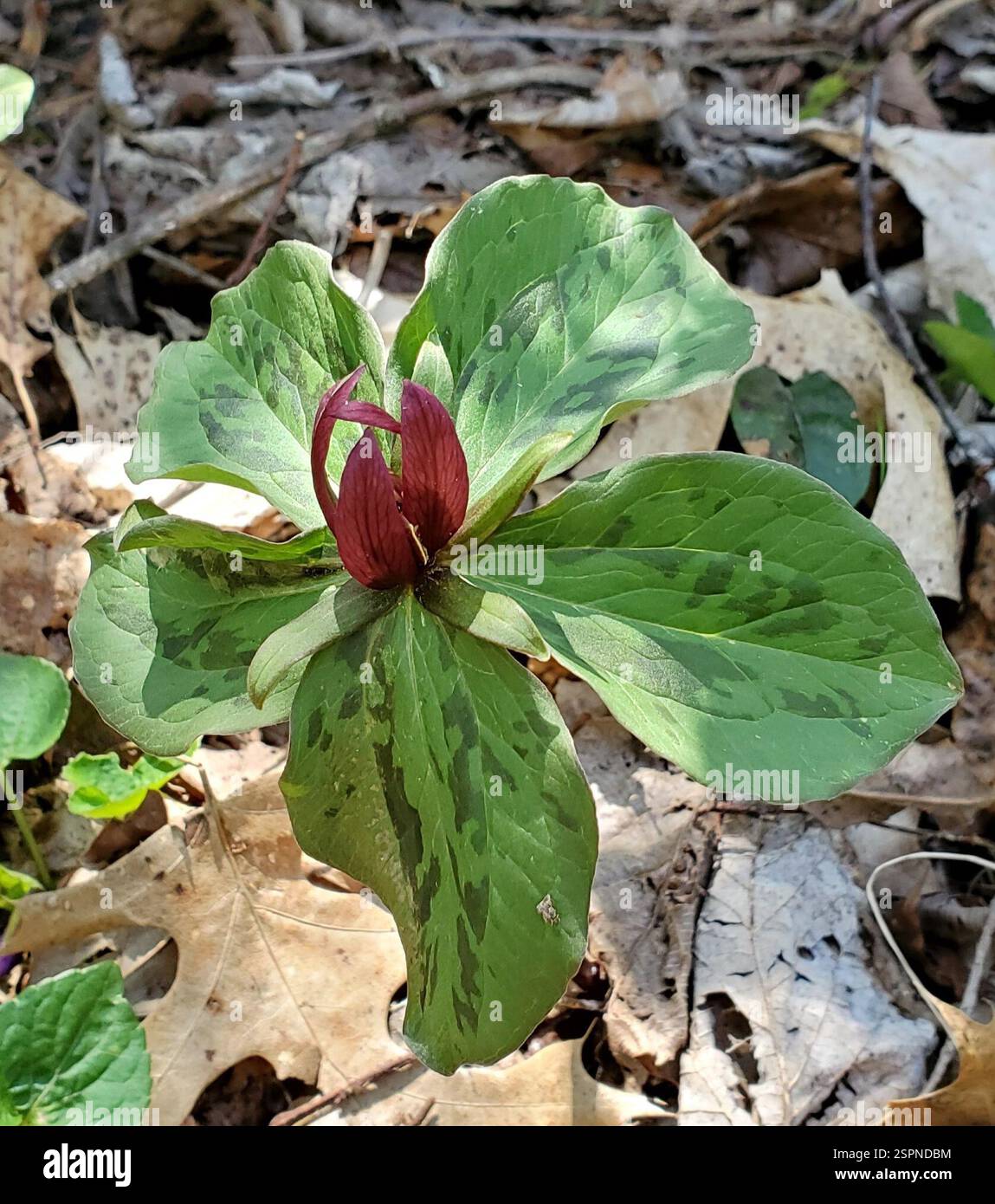 toadshade (Trillium sessile), Plantae, Lexington, KY 40515, USA, Here ...