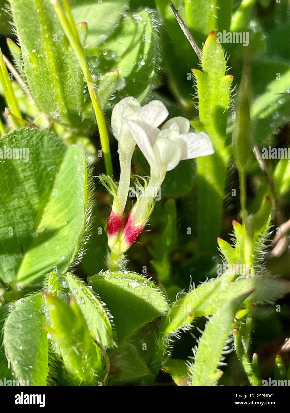 Subterranean Clover (Trifolium subterraneum), Plantae, Fort Ord ...