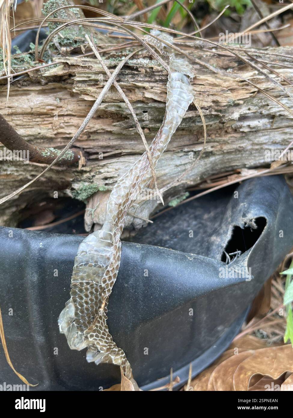 Colubrid Snakes (Colubridae), Reptilia, North Carolina, US Stock Photo ...