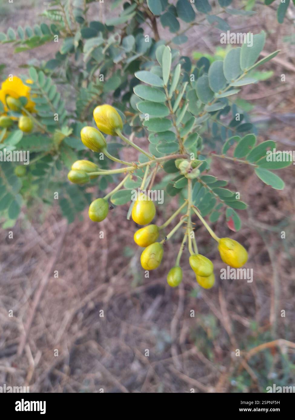 matura tea tree (Senna auriculata), Plantae, Kengeri Satellite Town ...