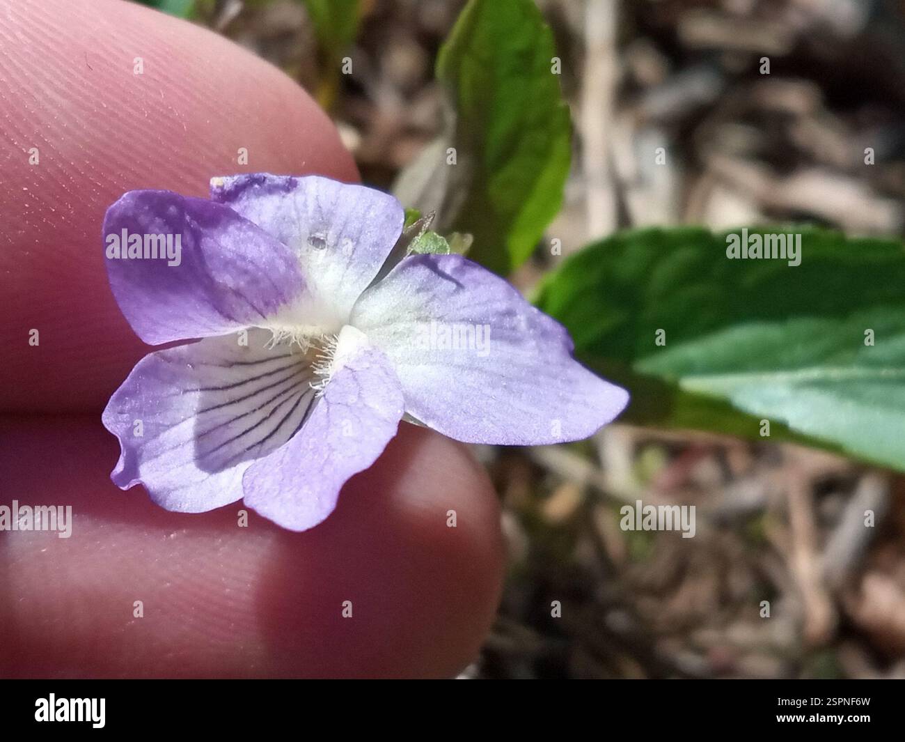 Heath Dog-Violet (Viola canina), Plantae, Pukhavichy, BY-MI, BY Stock ...