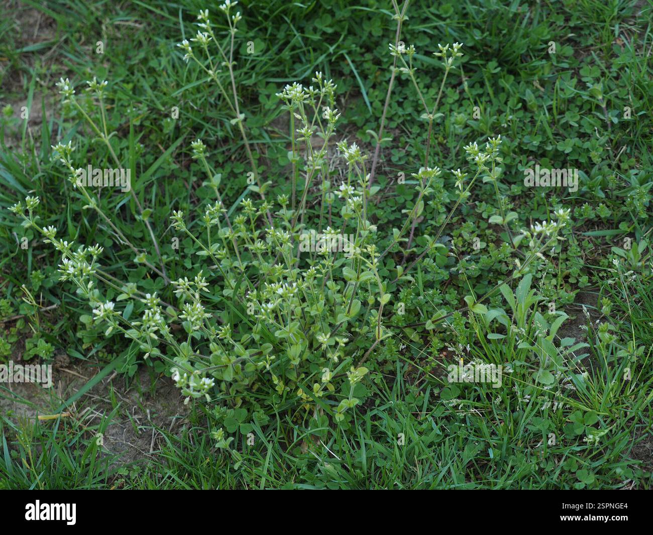 Sticky mouse-ear chickweed (Cerastium glomeratum), Plantae, Lorton, VA ...