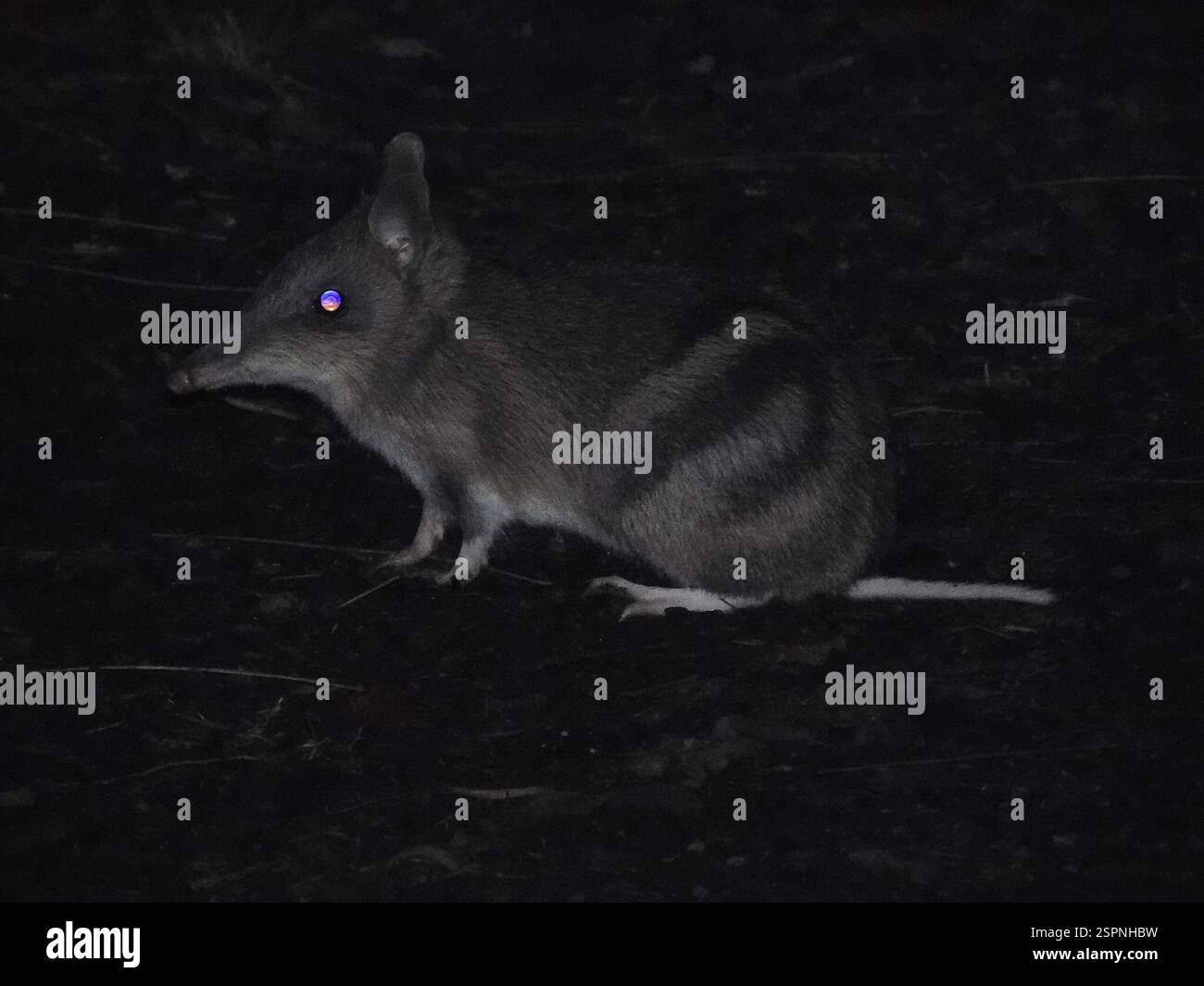 Eastern Barred Bandicoot (Perameles gunnii), Mammalia, Truganini Track ...