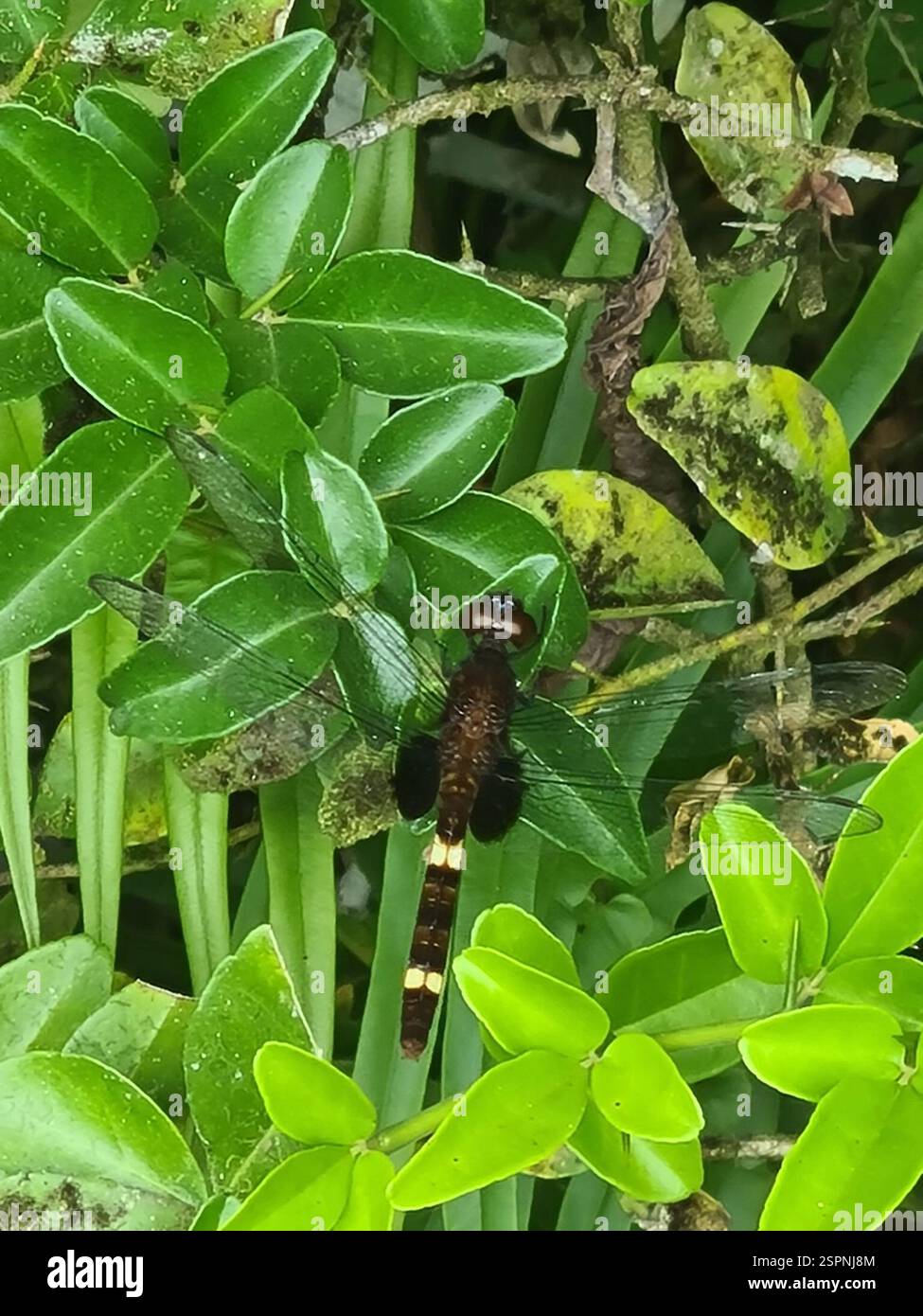 Black Pondhawk (Erythemis attala), Insecta, Plantage Peperpot 1 ...