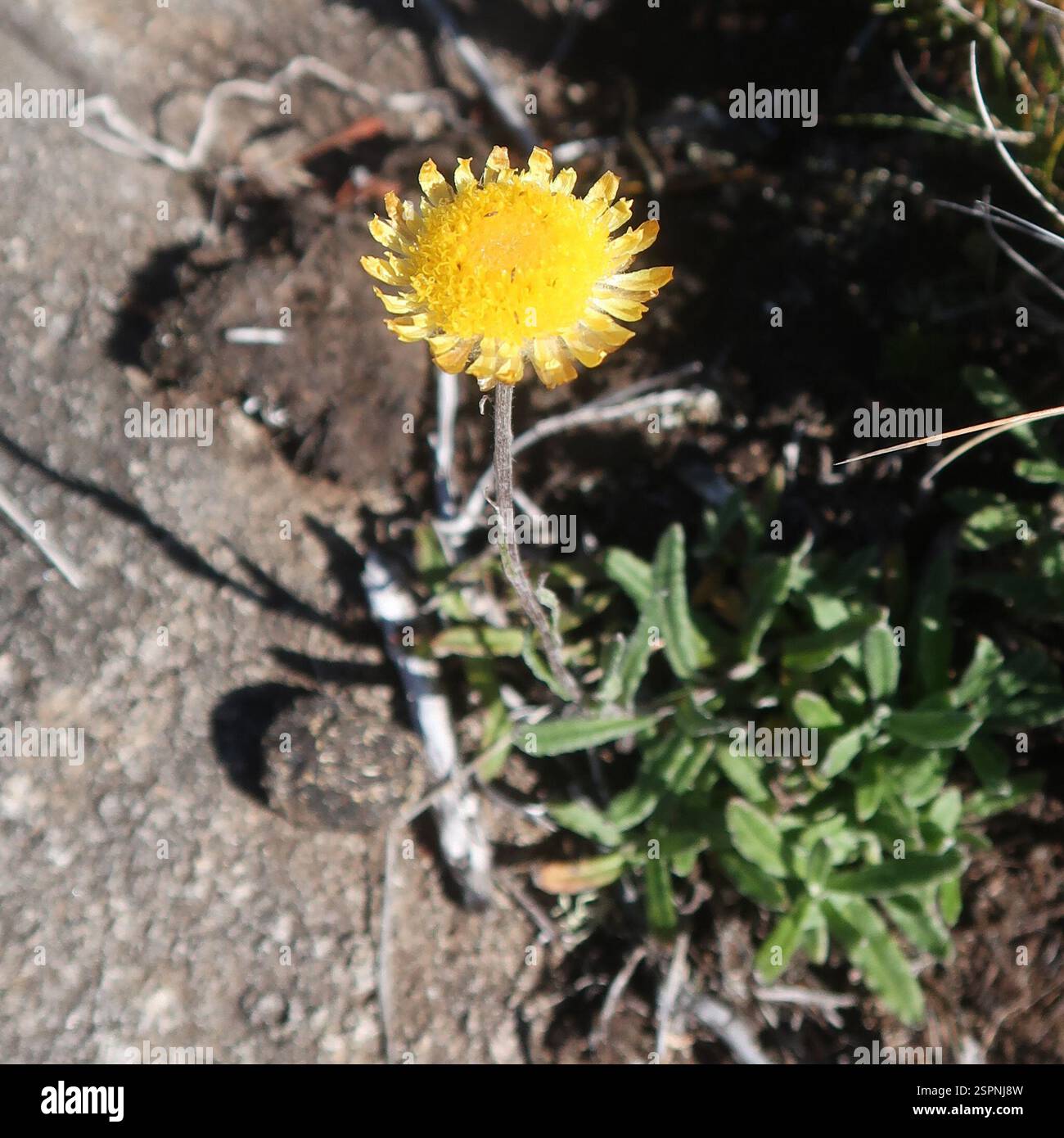 button everlasting (Coronidium scorpioides), Plantae, Lake Mackenzie ...