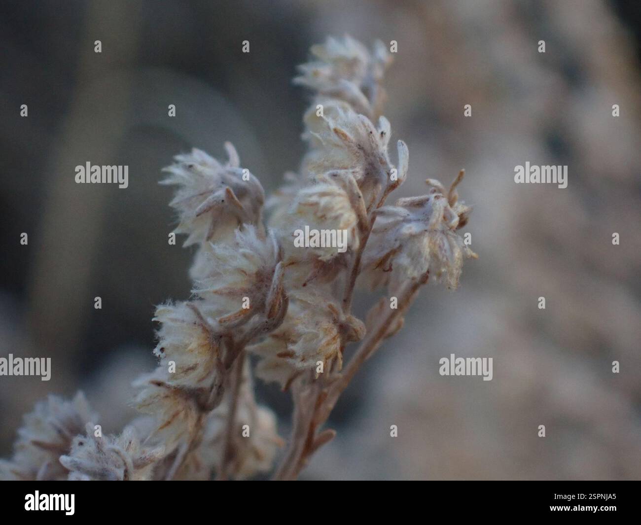 fringed sagebrush (Artemisia frigida), Plantae, Newell County No. 4, AB ...