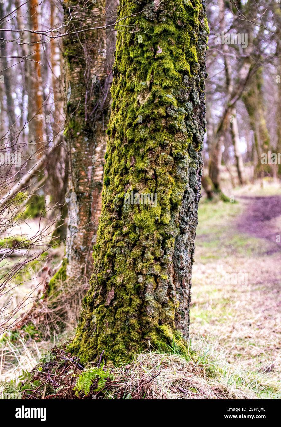 Dundee Clatto Woods has unique woodland settings with common tamarisk ...