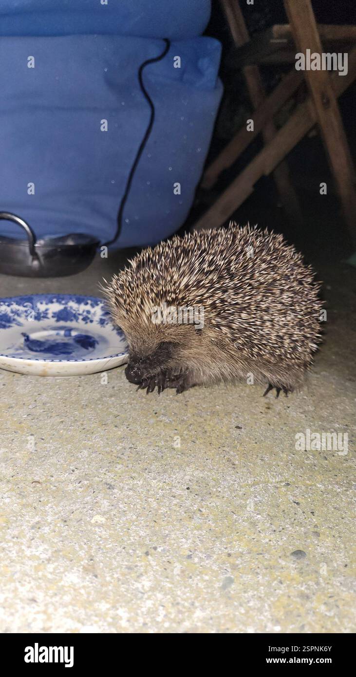 British Hedgehog (Erinaceus europaeus occidentalis), Mammalia, Arnold ...