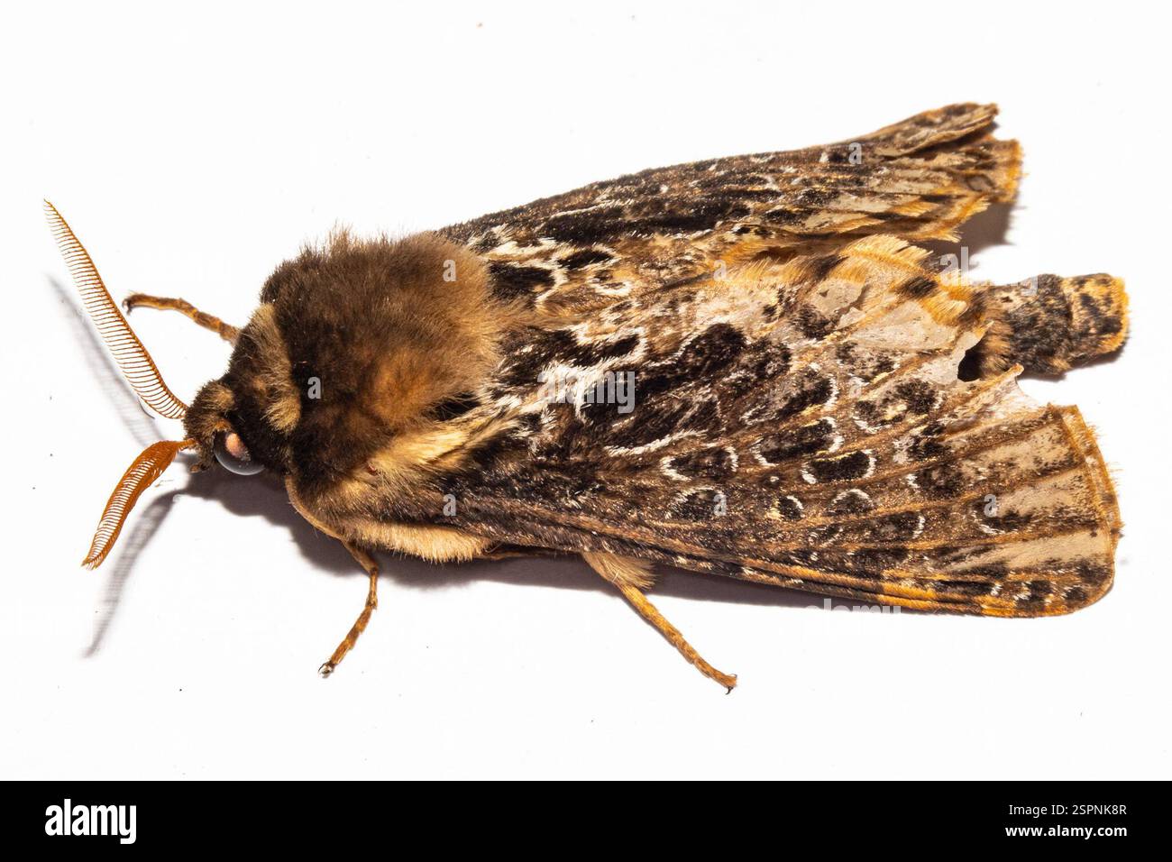 (Aoraia aurimaculata), Insecta, Queenstown-Lakes District, Otago, New ...