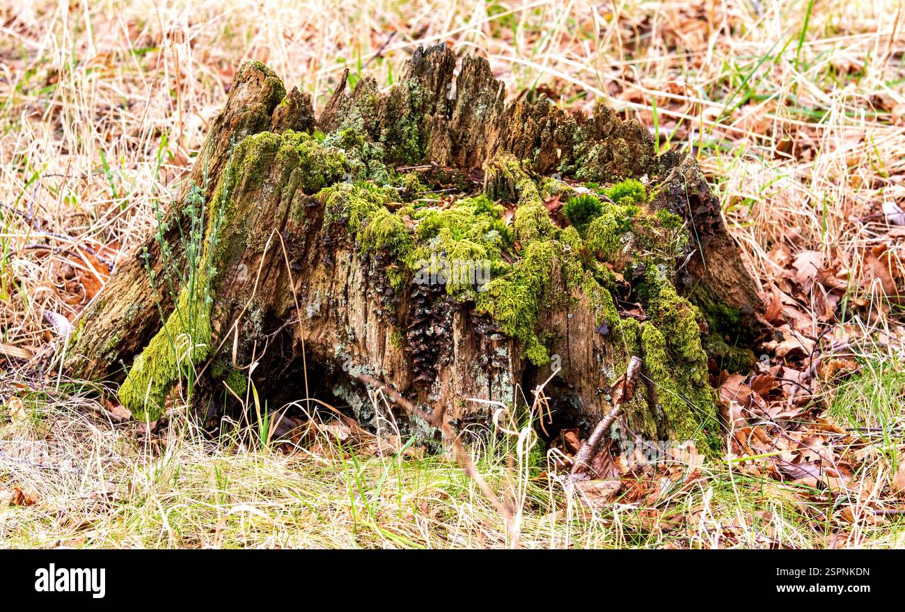 Dundee Clatto Woods has unique woodland settings with common tamarisk ...