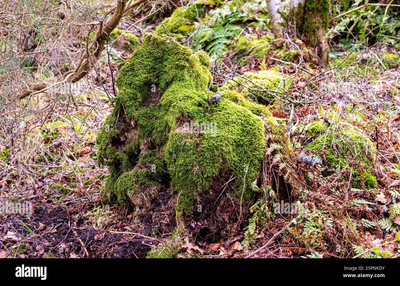 Dundee Clatto Woods has unique woodland settings with common tamarisk ...