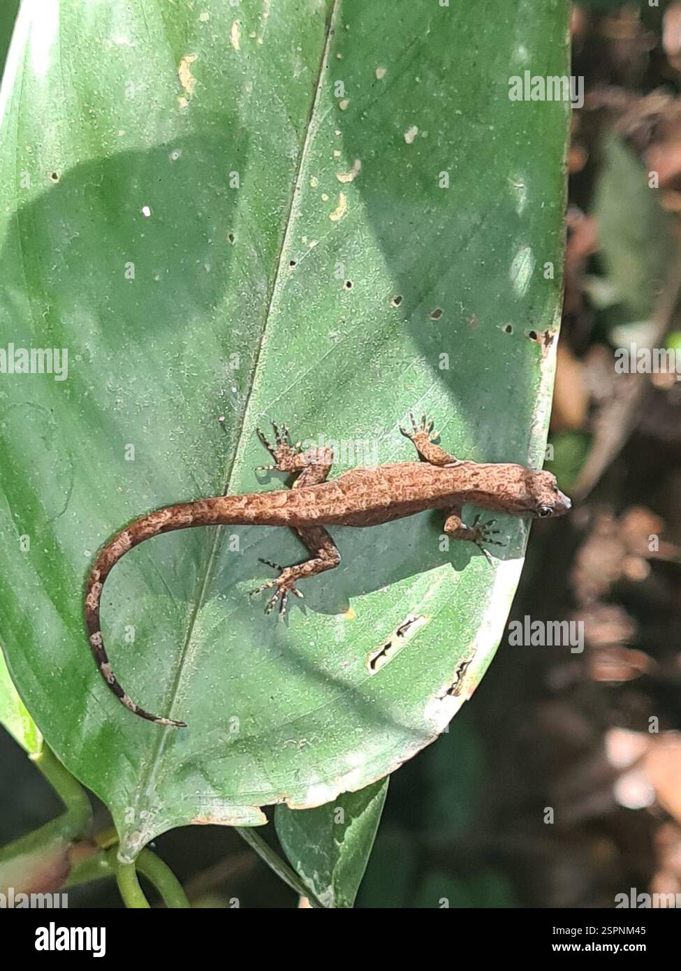 Bridled Forest Gecko (Gonatodes humeralis), Reptilia, Kwakoegron ...