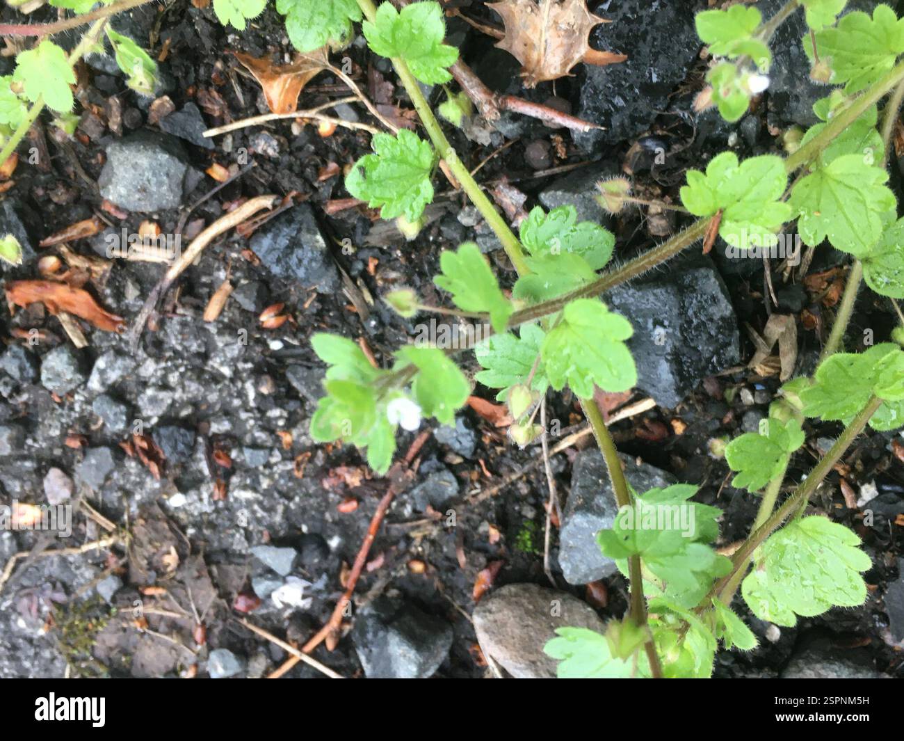 Pink Ivy-leaved Speedwell (Veronica sublobata), Plantae, Ascot Road ...