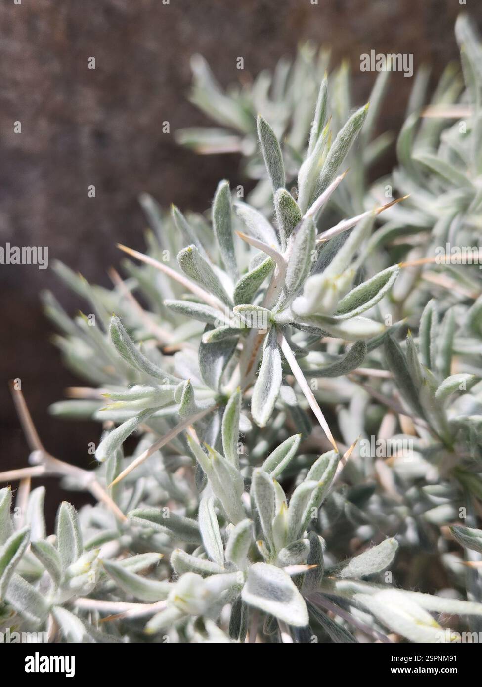 Mojave cottonthorn (Tetradymia stenolepis), Plantae, Joshua Tree ...