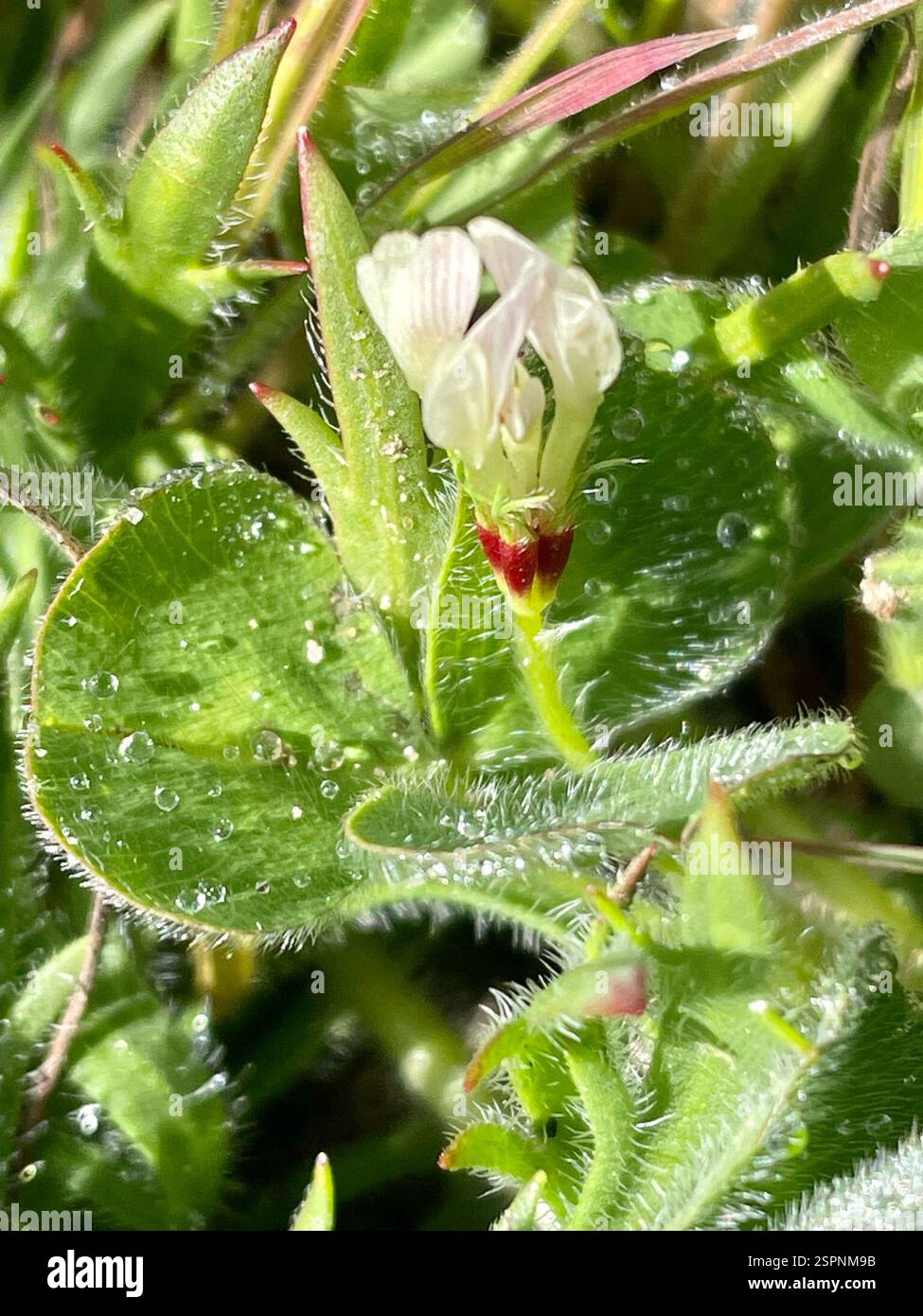 Subterranean Clover (Trifolium subterraneum), Plantae, Fort Ord ...
