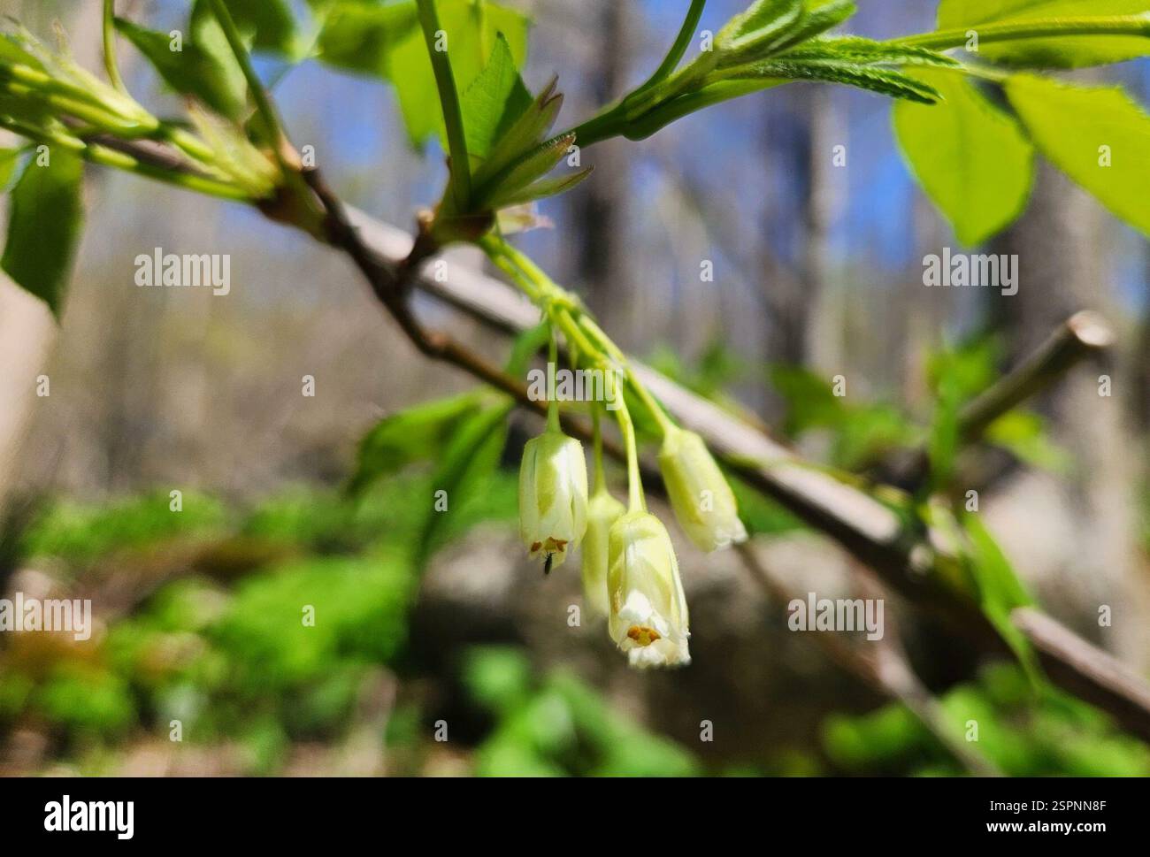 American bladdernut (Staphylea trifolia), Plantae, Charles C. Deam Wilderness Stock Photo - Alamy