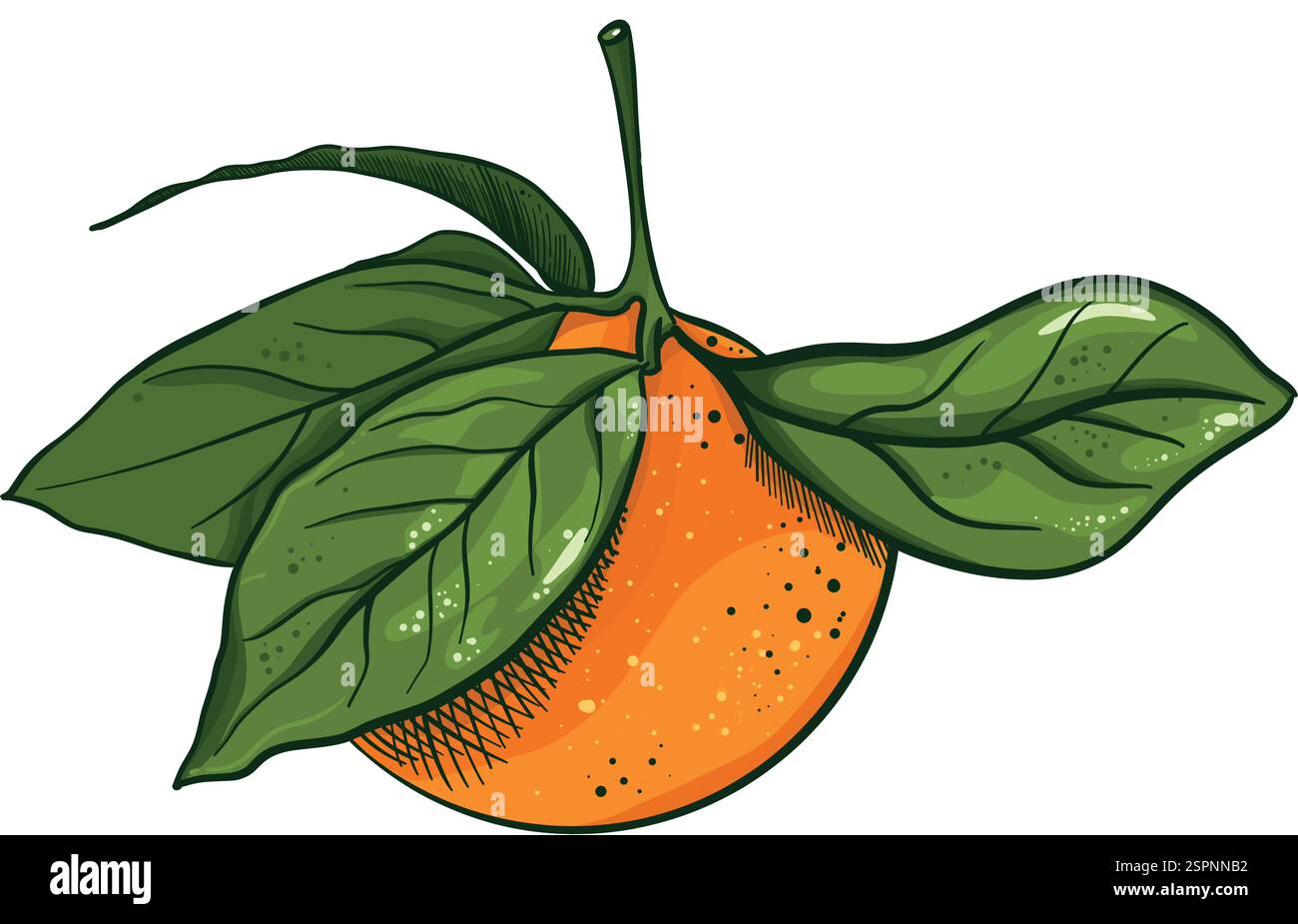 Mandarin vector illustration. Hand drawn isolated whole sweet citrus ...