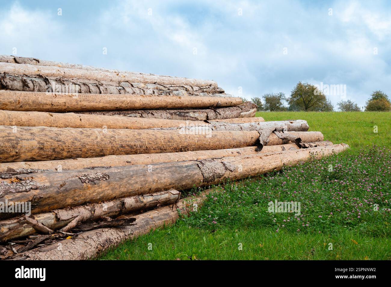Chopped tree logs pilled up next to a forest, lumber wood industry ...