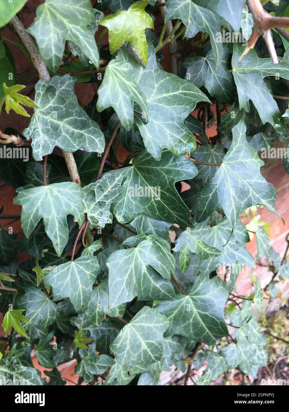 common ivy (Hedera helix), Plantae, Moseley Church of England Primary ...