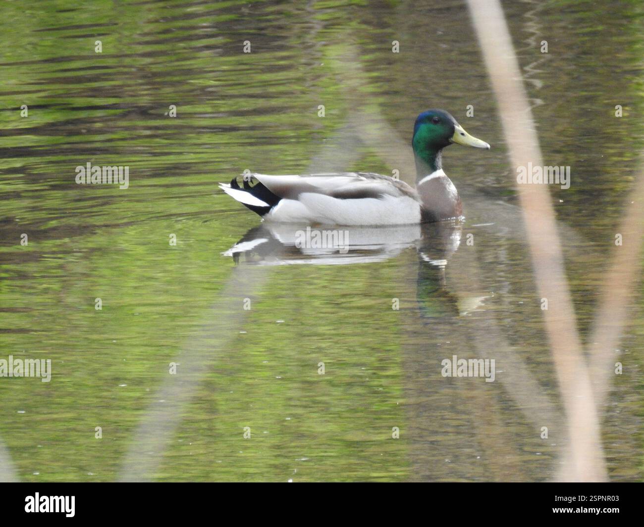 Mallard (Anas platyrhynchos), Aves, Allegheny County, PA, USA Stock Photo - Alamy