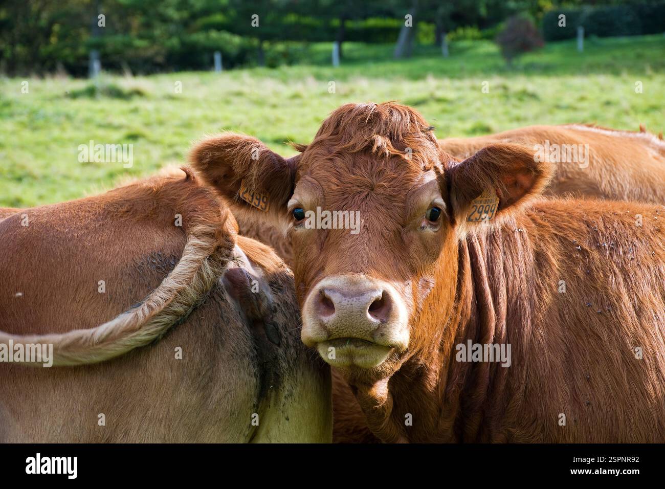 Cows in Normandy, portrait in front of a green meadow Stock Photo - Alamy
