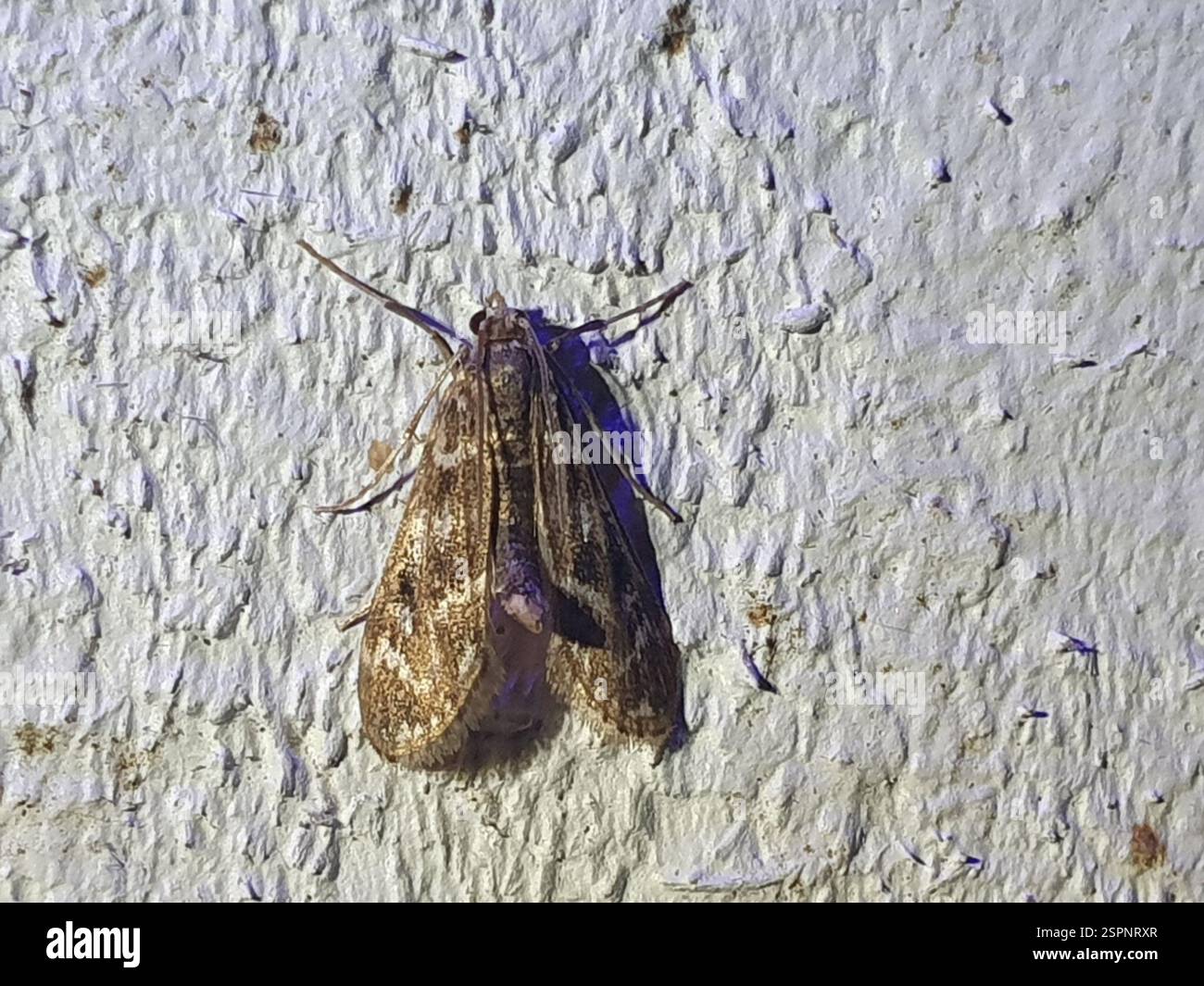 Pond moth (Hygraula nitens), Insecta, Wellington, NZ-WG, NZ Stock Photo ...