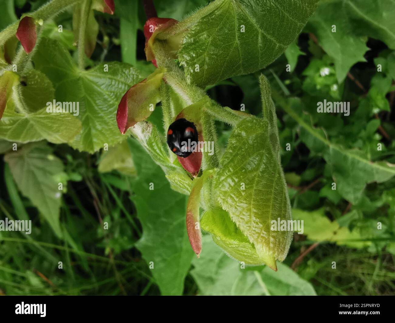 Asian Lady Beetle (Harmonia axyridis), Insecta, Arthur Lewis Building ...