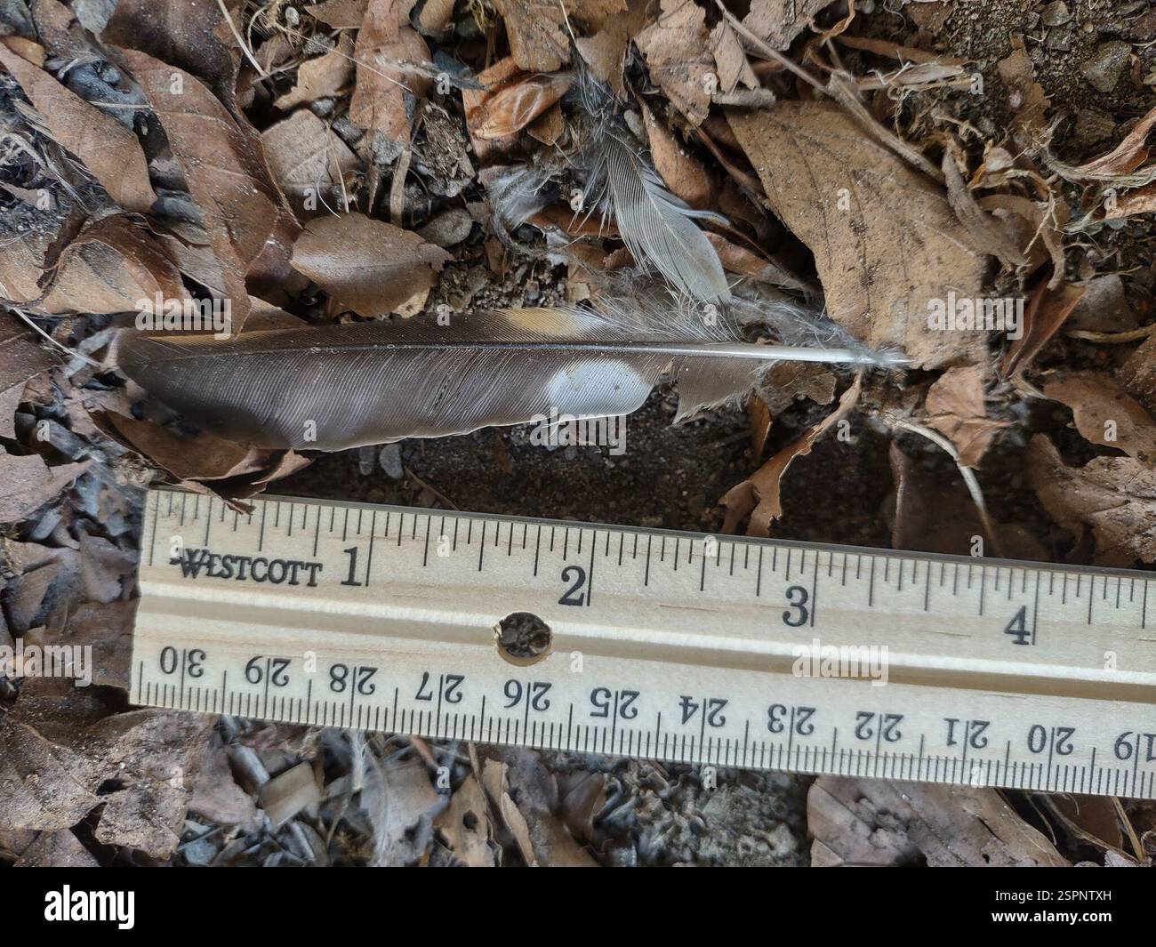 Varied Thrush (Ixoreus naevius), Aves, King County, US-WA, US, Found ...