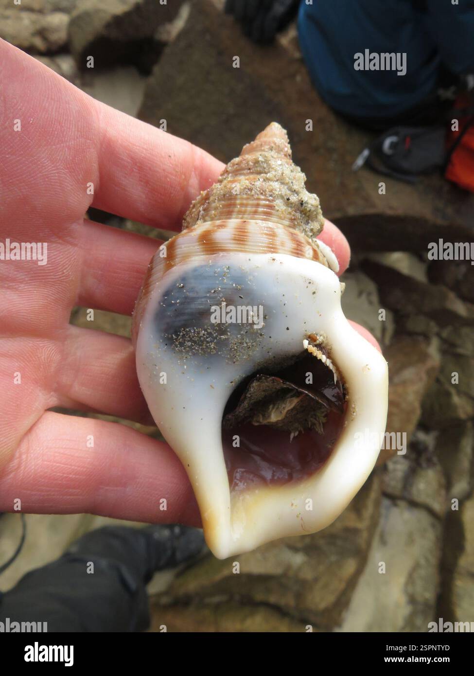 Ostrich Foot Snail (Struthiolaria papulosa), Mollusca, Butterfield ...