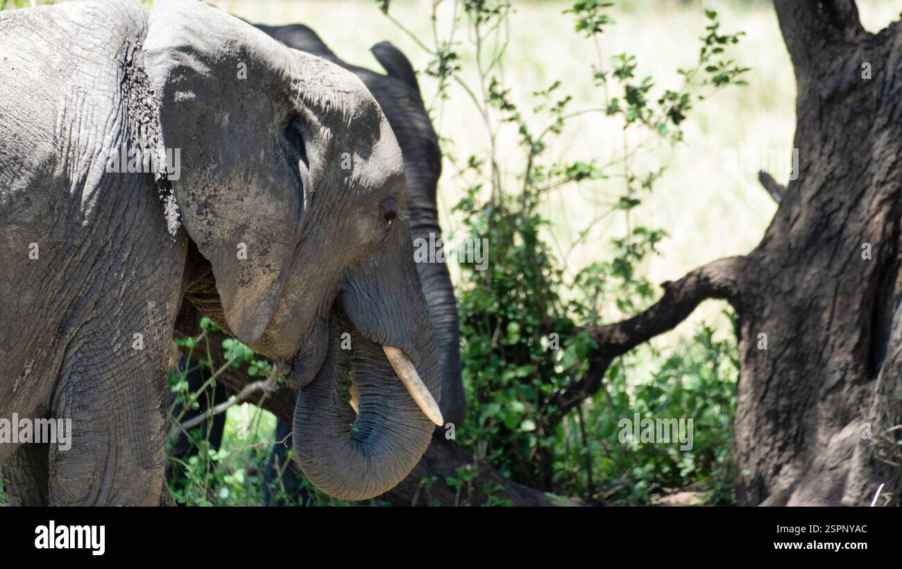 A breathtaking closeup image of an elephant curiously exploring its ...