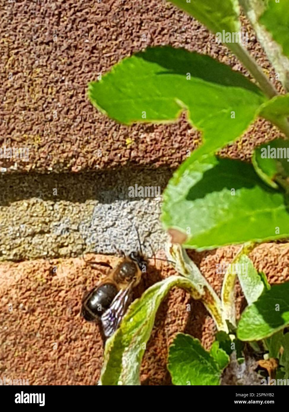 Chocolate Mining Bee (Andrena scotica), Insecta, Coventry CV3, UK Stock Photo - Alamy