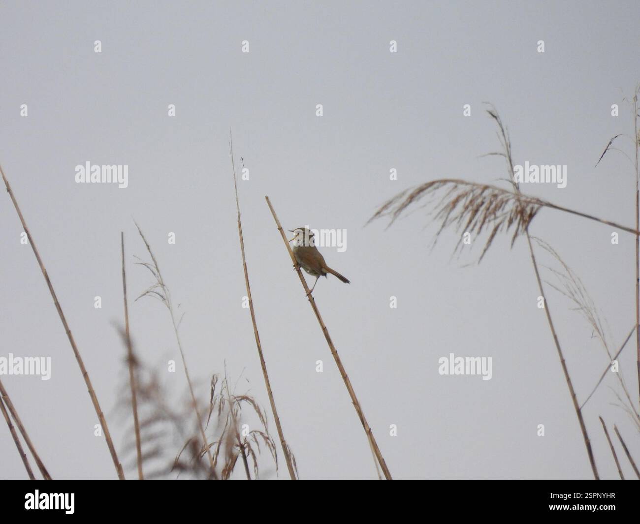 Japanese Bush Warbler (Horornis diphone), Aves, Japan Stock Photo - Alamy
