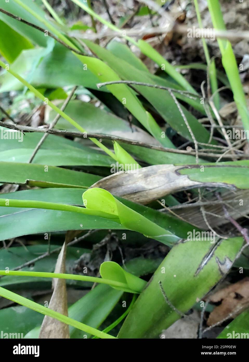 Fraser's Sedge (Carex fraseriana), Plantae, Gatlinburg, TN 37738, USA ...