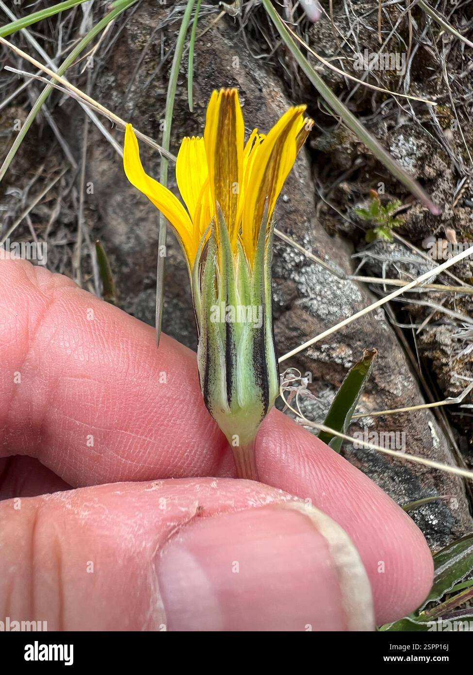 sagebrush false-dandelion (Nothocalais troximoides), Plantae, Kittitas ...