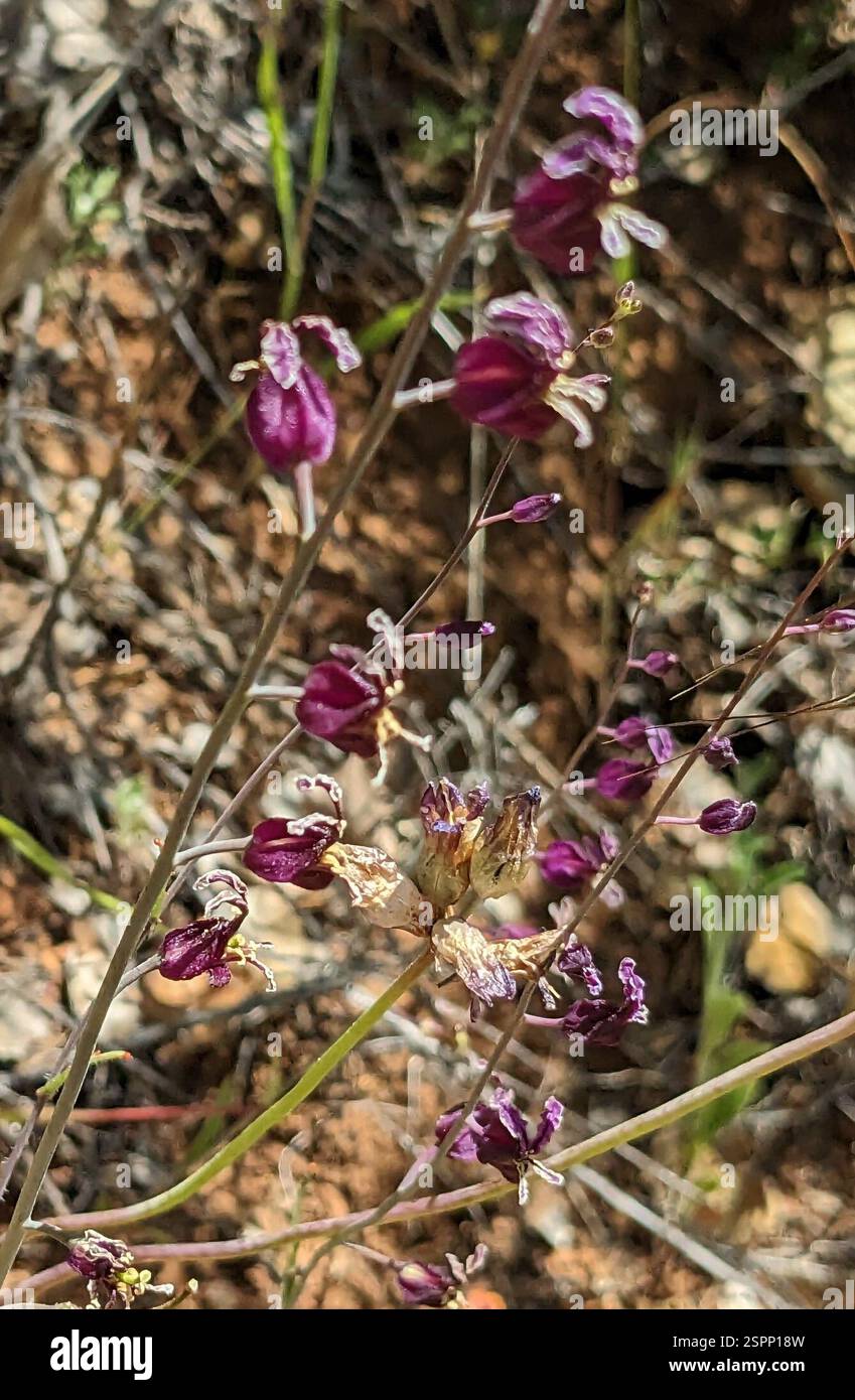 most beautiful jewelflower (Streptanthus glandulosus glandulosus ...