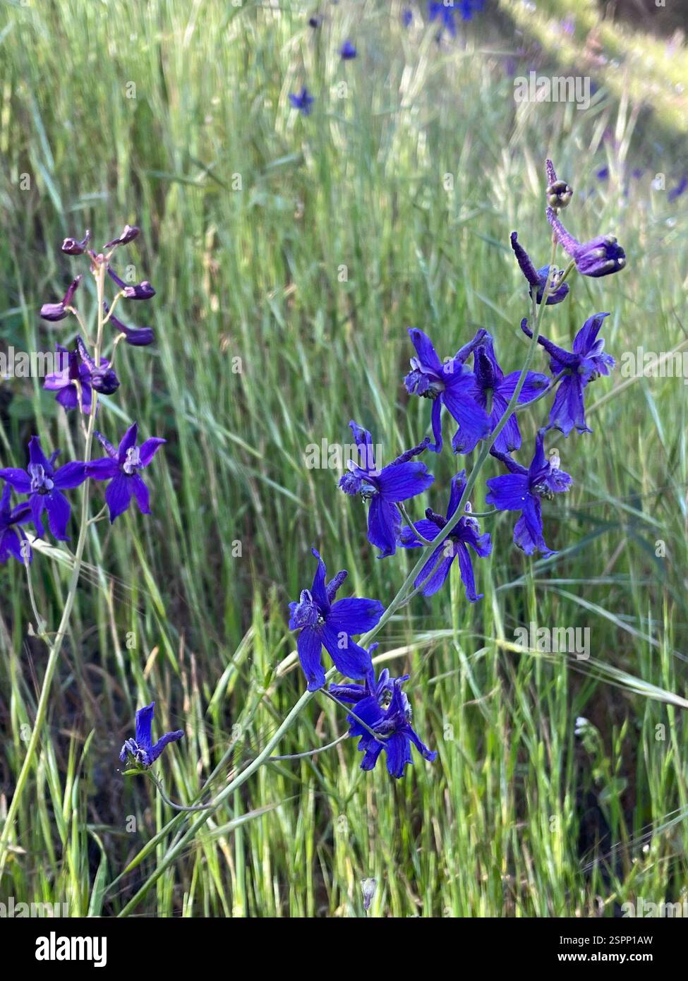Distinctive spur hi-res stock photography and images - Alamy