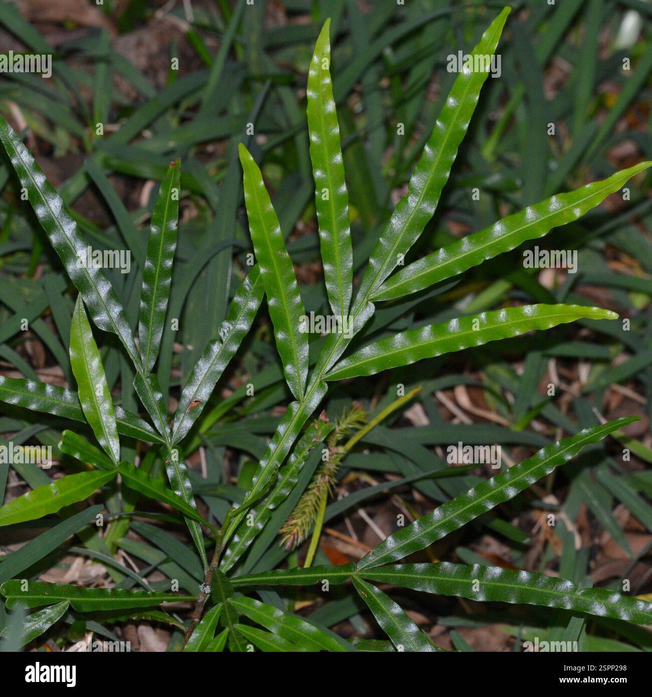 fern tree (Filicium decipiens), Plantae, Hilo, HI 96720, USA Stock ...