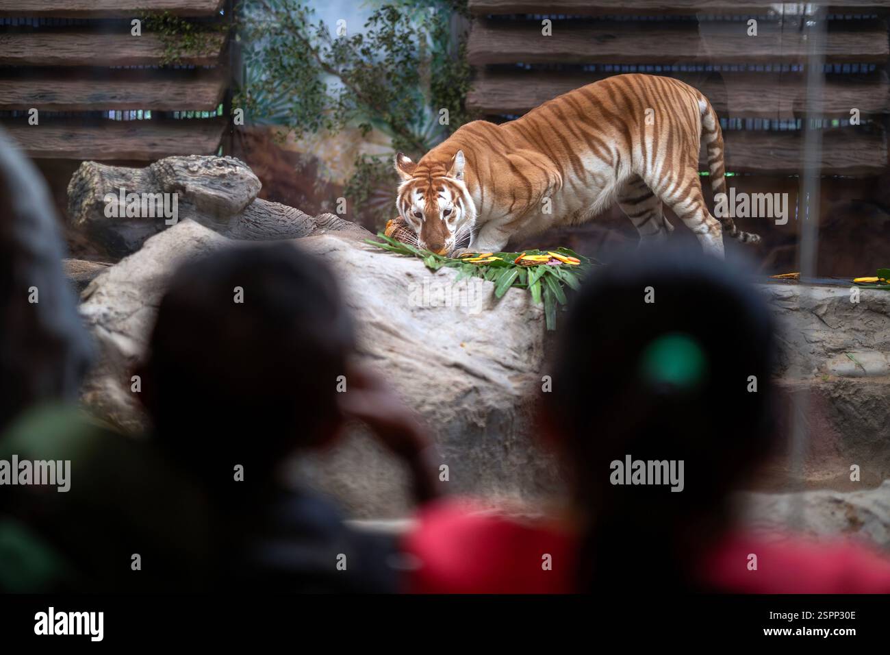 Chiang Mai, Thailand. 14th Feb, 2025. Visitors look at Ava as she ...