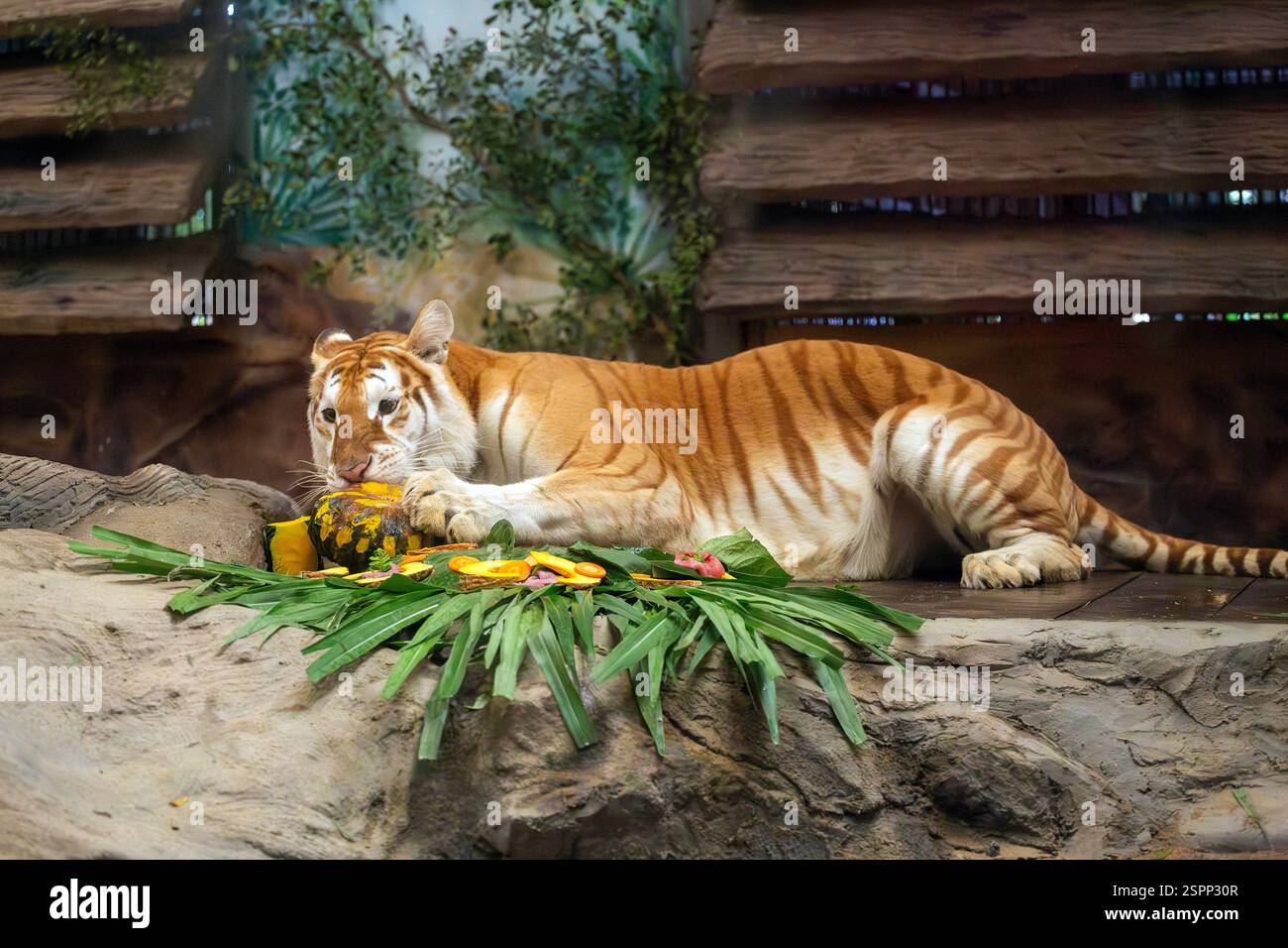 Chiang Mai, Thailand. 14th Feb, 2025. Ava, a golden tiger, enjoys a ...