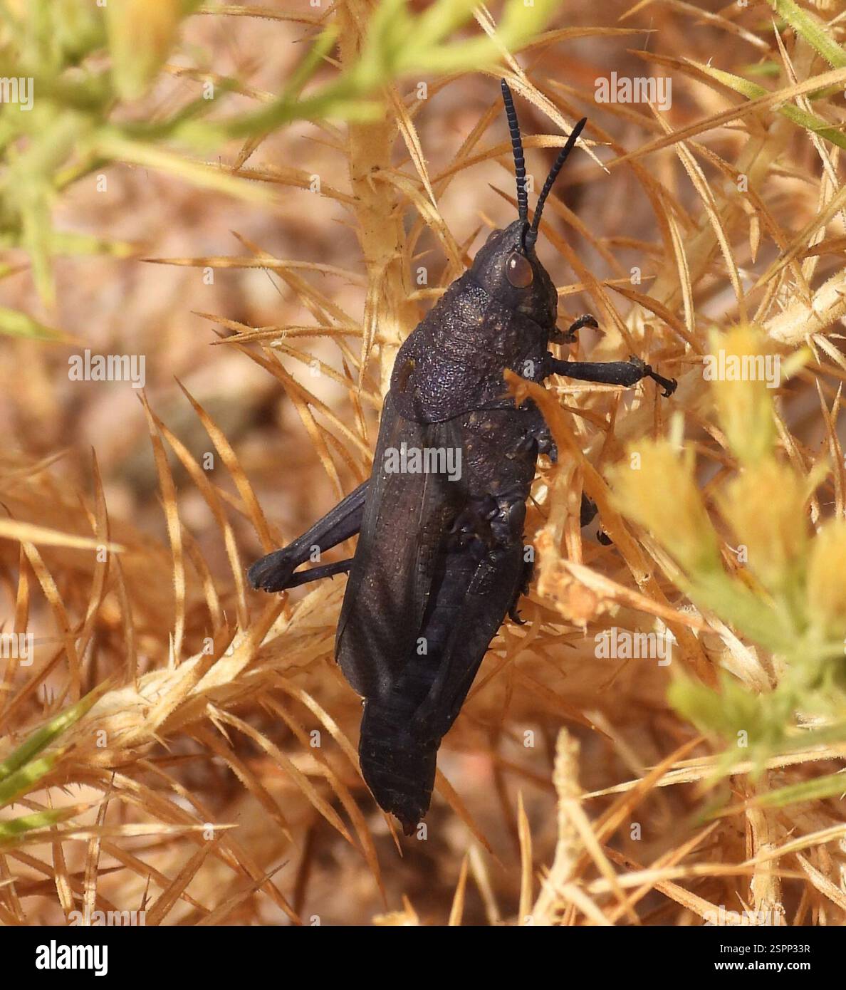 Nabq nature reserve hi-res stock photography and images - Alamy