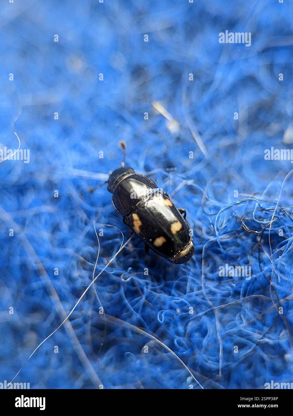 Four-spotted Sap Beetle (Glischrochilus quadrisignatus), Insecta ...