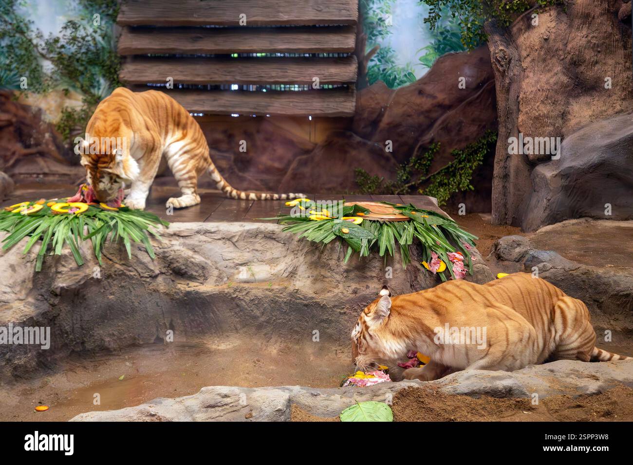 Chiang Mai, Thailand. 14th Feb, 2025. Ava (Behind) and Luna (Front ...