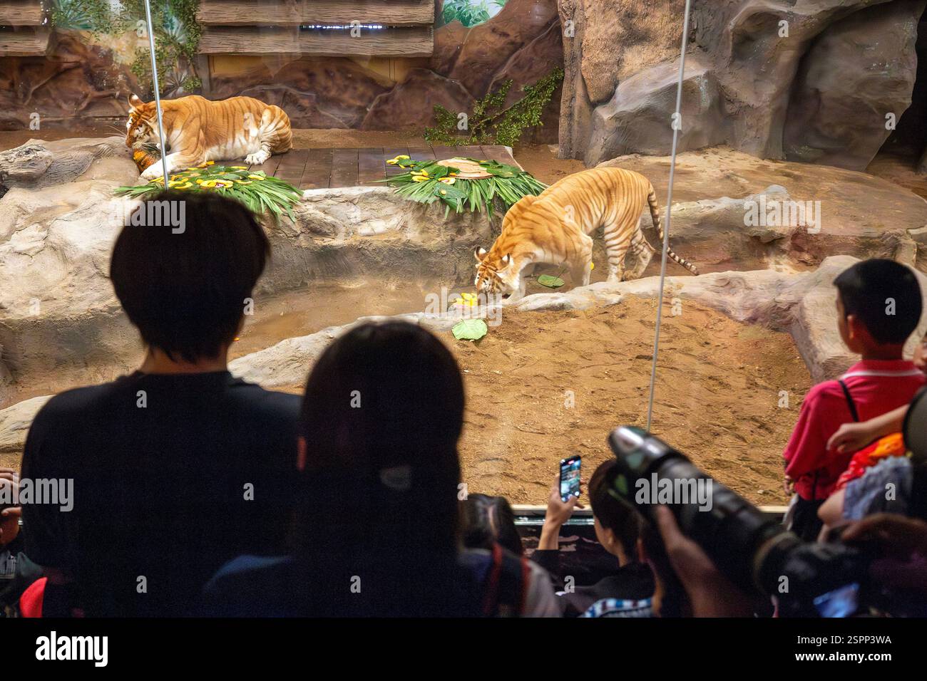 Chiang Mai, Thailand. 14th Feb, 2025. Visitors take photos of Ava and ...