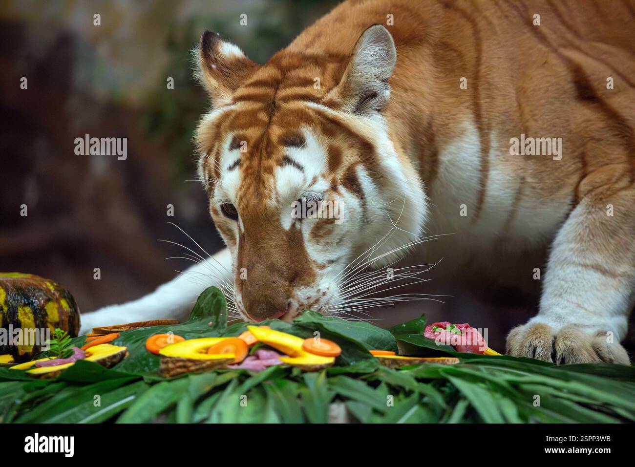 Chiang Mai, Thailand. 14th Feb, 2025. Ava, a golden tiger, enjoys a ...