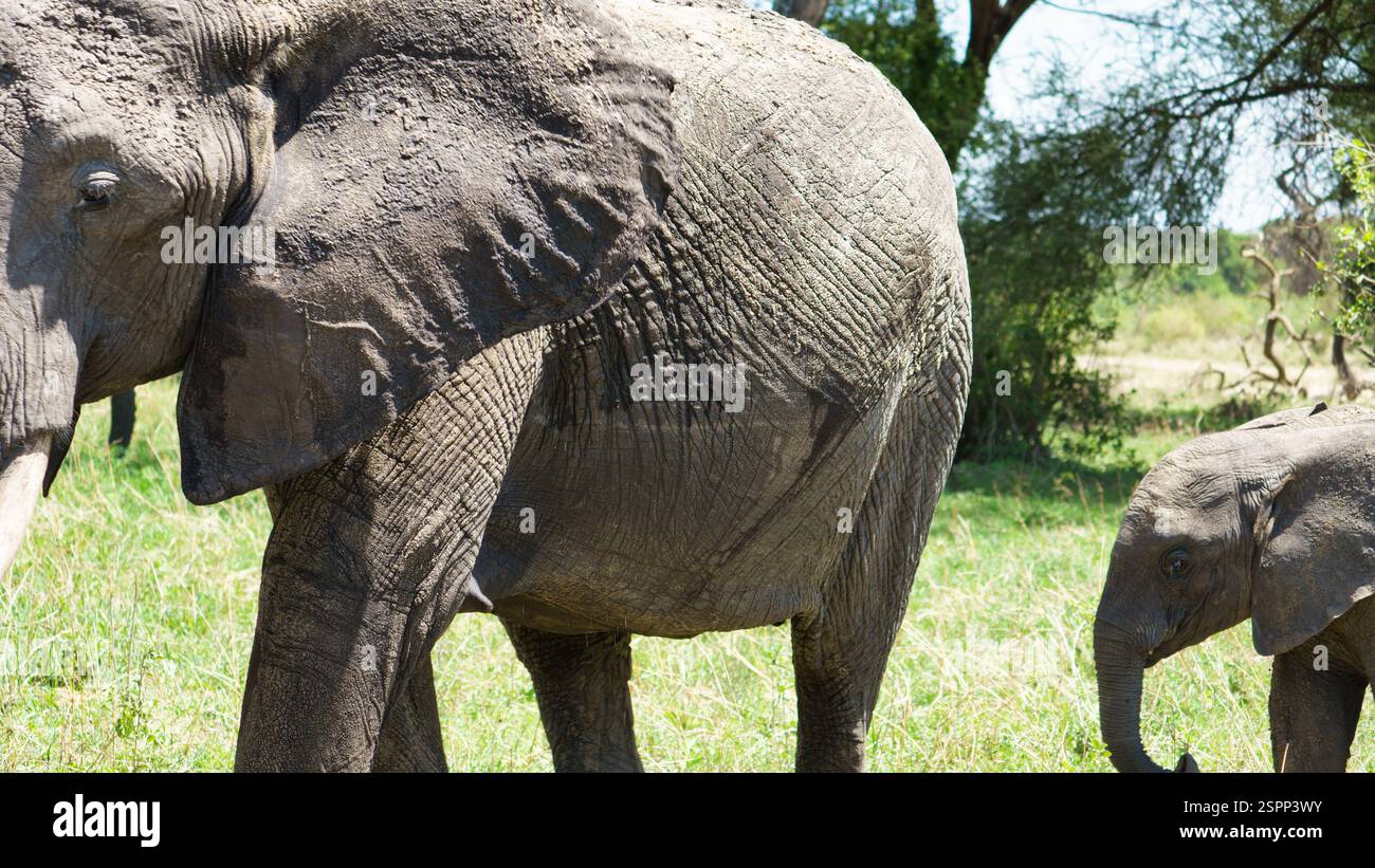 Two majestic elephants gracefully roam the lush landscape, showcasing ...